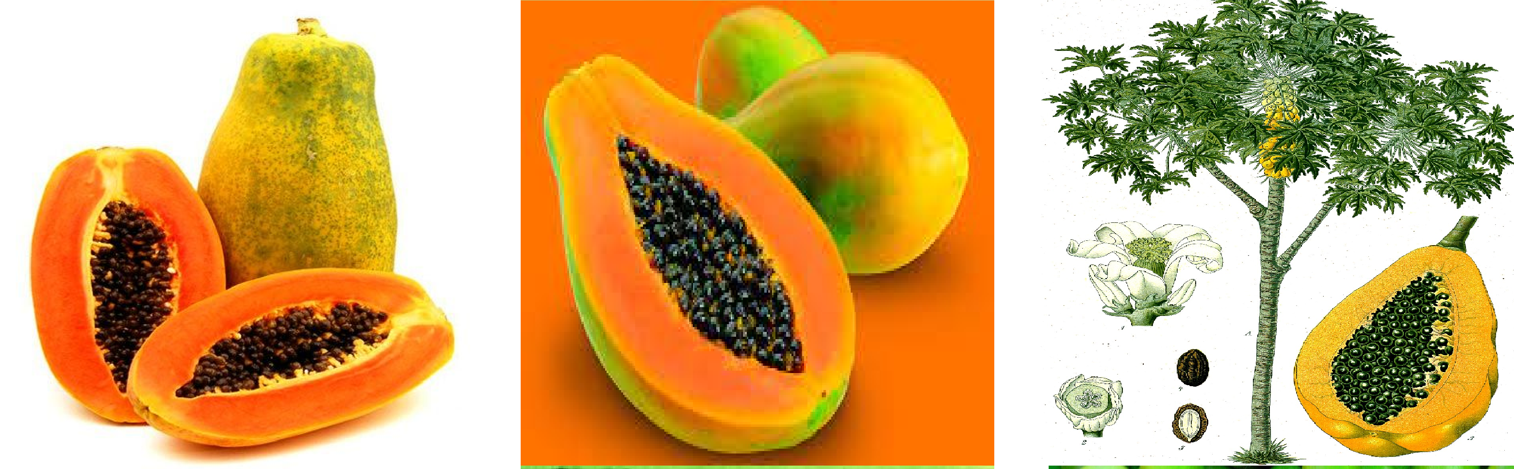 Papaya